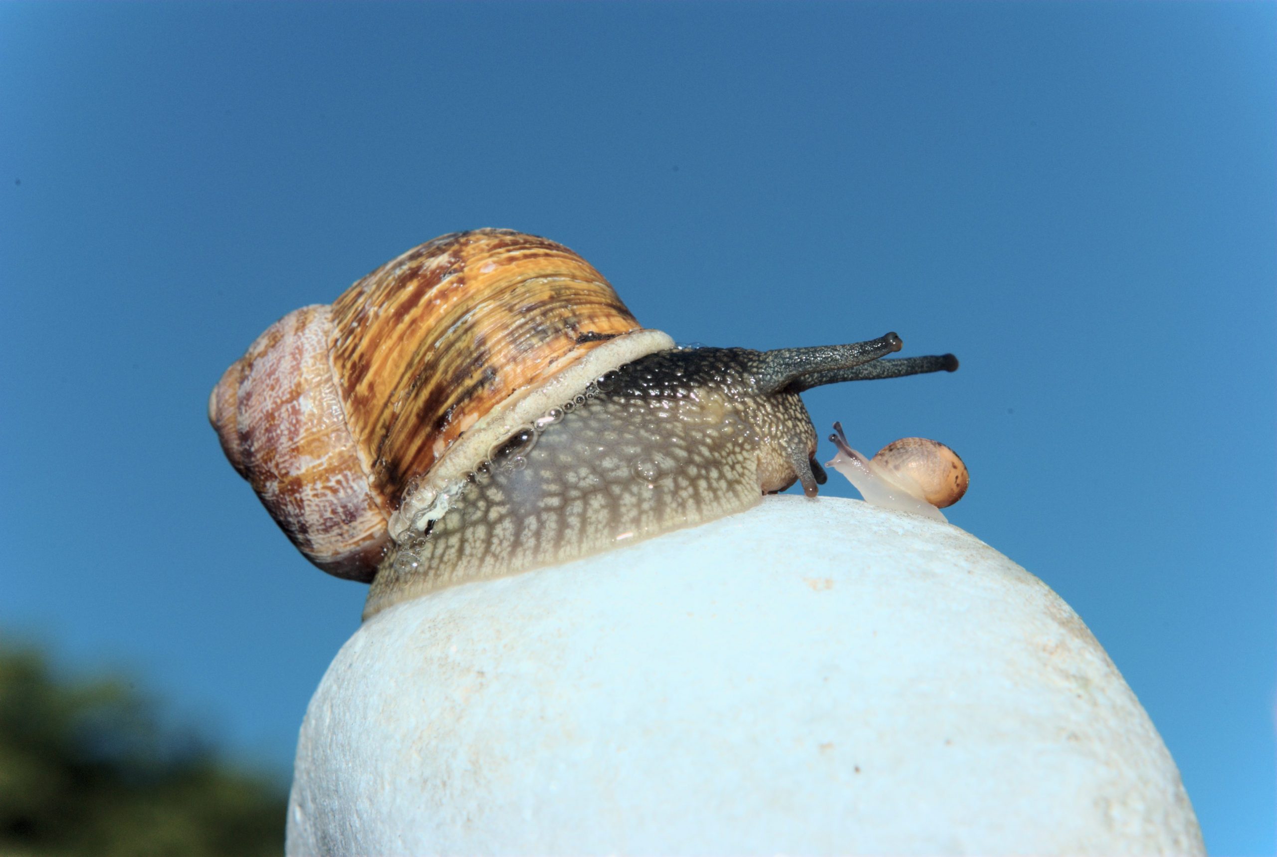 Cornu aspersum - Caracolero