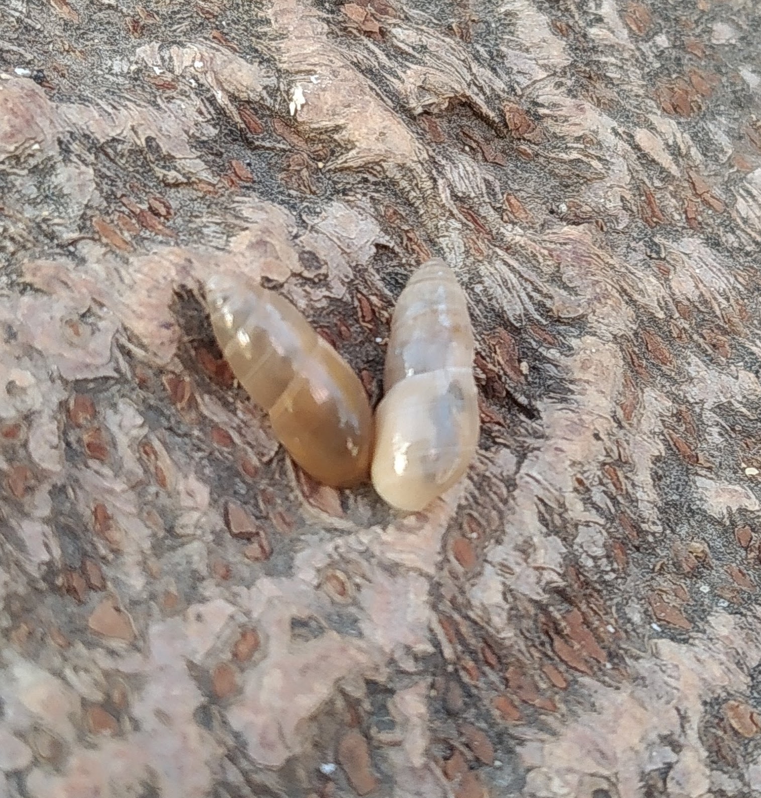 Caracol degollado Rumina decollata - Caracolero